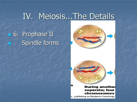 Mysterious Meiosis Ppt Download