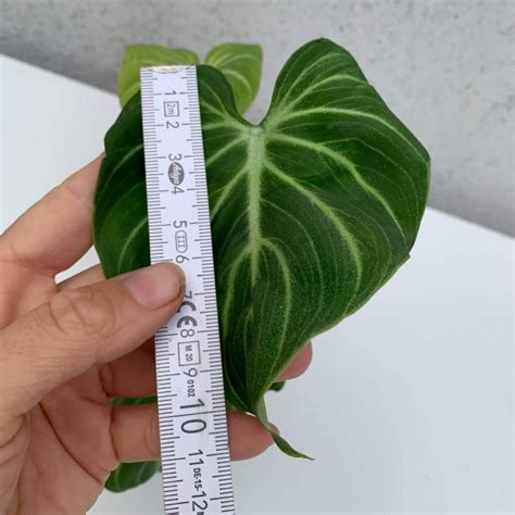Philodendron Gloriosum White Veins Small Philodendron Plants We