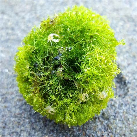 Cladophora Botanical Realm