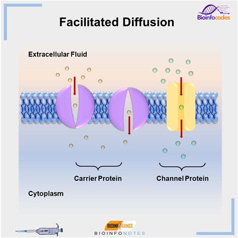 Facilitated Diffusion Examples Cellular Neurophysiology