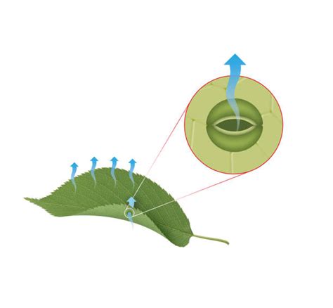 Stomata Illustrations Royalty Free Vector Graphics And Clip Art Istock