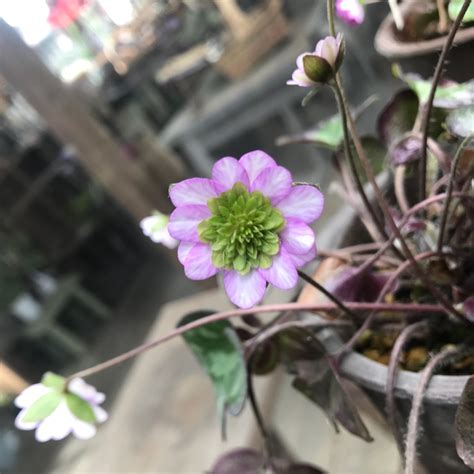 山野草入荷！ │ 結いのはな