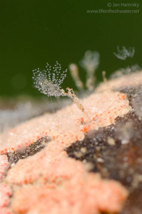 Freshwater Ciliated Protozoans Life In Freshwater