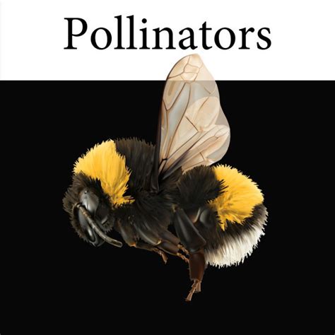 Collections Native Pollinators And Nectar Guides Smithsonian