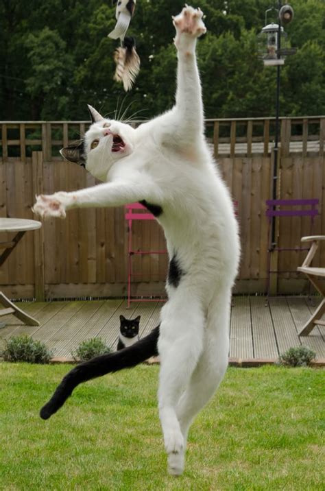 Funny Jumping Cats