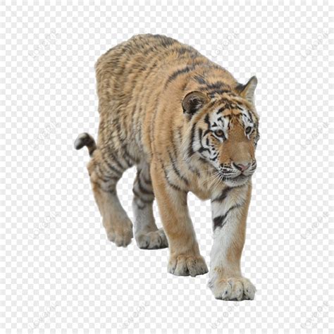 Emerald Animal Beast Tigerbeast Of Preygrasswildlife Free Png And