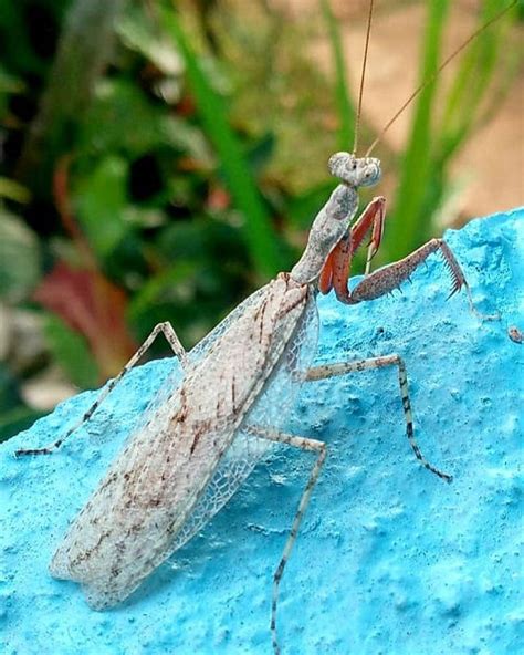 Meaning Of White Praying Mantis At Joyce Collins Blog