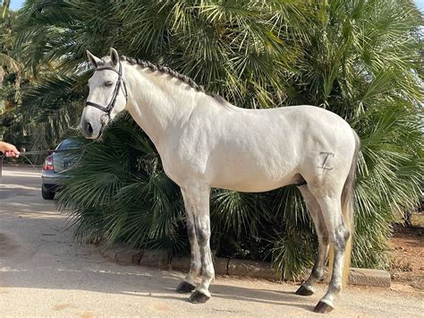 Pre Hingst 4 år 164 Cm Vit In San Pedro Del Pinatar