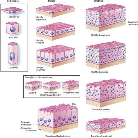 Epithelial Tissue In Human Body Diagram
