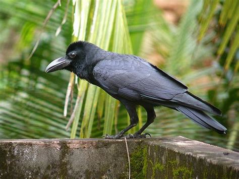 Jungle Crow Alchetron The Free Social Encyclopedia