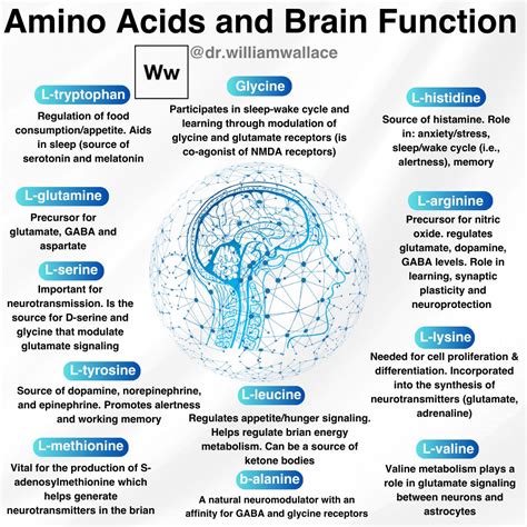 Nice Overview On Amino Acids And Their Role In Brain Function Dr Bijon Chatterji