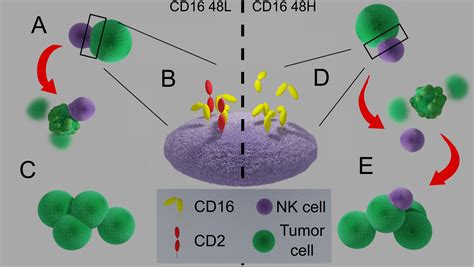 The Fcγriiia Cd16 L48 Hr Polymorphism Enhances Nk Cell Mediated