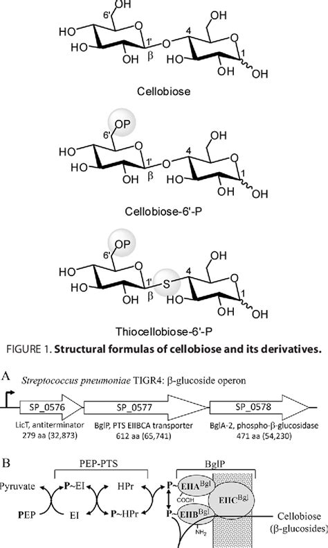 Figure 1 From Structural Insights Into The Substrate Specificity Of A 6