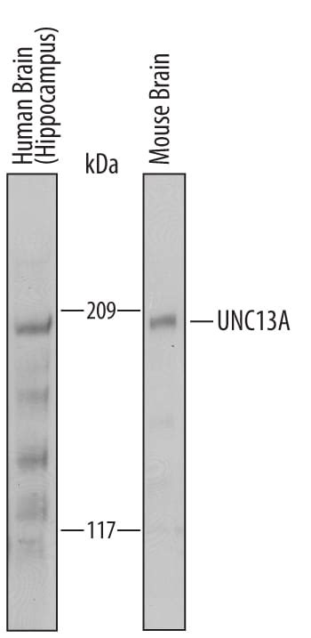 Human Mouse Unc13a Antibody Af6214 Randd Systems