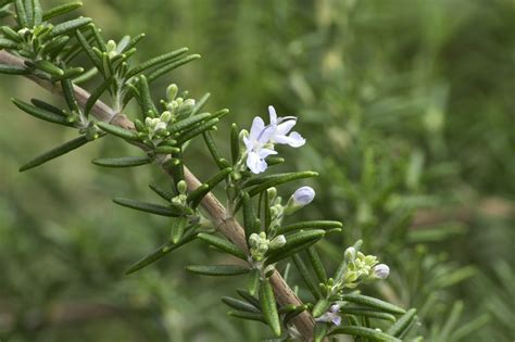 Rosemary Plant Varieties Different Types Of Rosemary To Grow