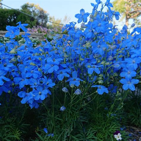 Delphinium Cheer Blue F1 All America Selections