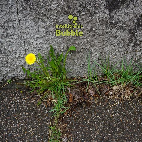 Bubble Flowers चार Various Intellitronic Bubble