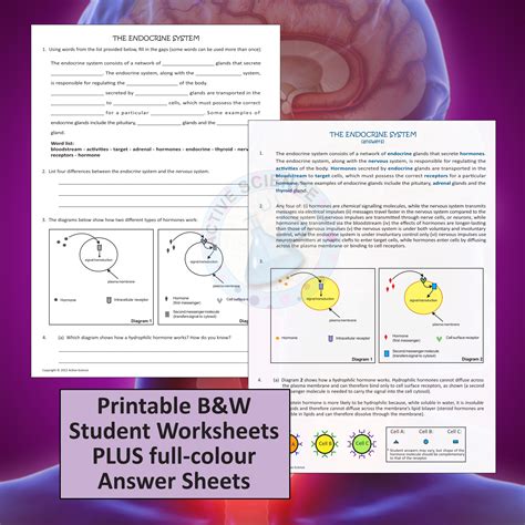The Endocrine System Made By Teachers