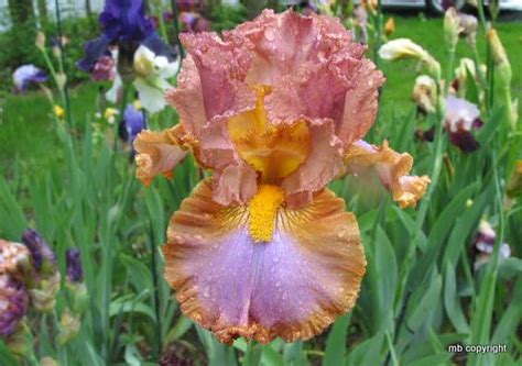 Tall Bearded Iris Iris Desert Passion In The Irises Database
