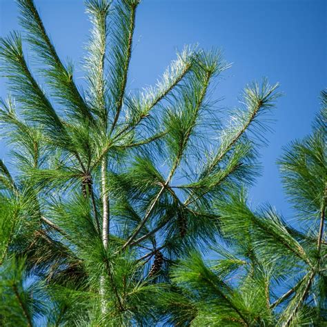 How White Pine Needles Can Help You Try Blue