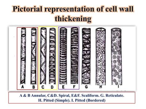 Primary And Secondary Cell Wall Pptx