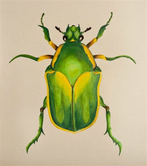 June Bug Drawing