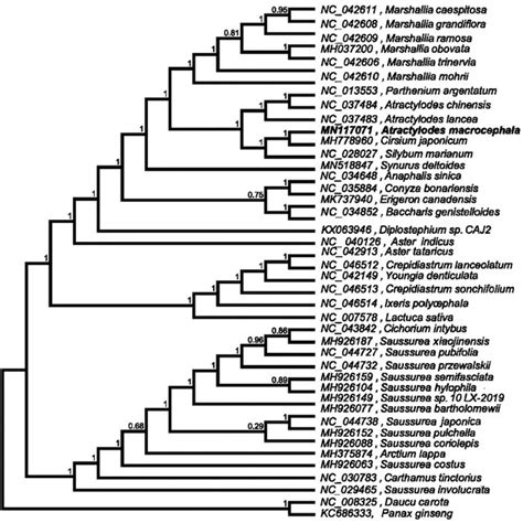 Phylogenetic Tree Inferred Using The Maximum Likelihood Method Based On