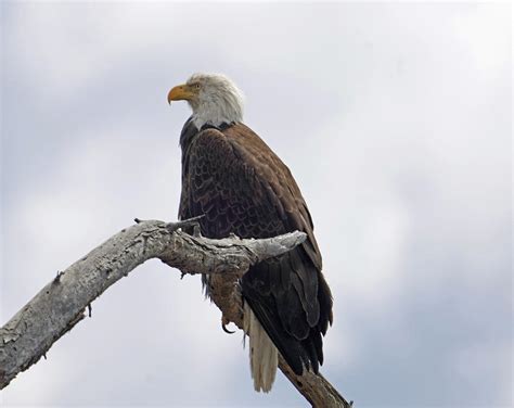 Adult Bald Eagle Photograph By Dale Matson Fine Art America