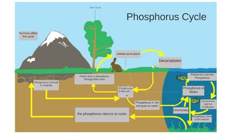 Draw A Diagram Of The Phosphorus Cycle