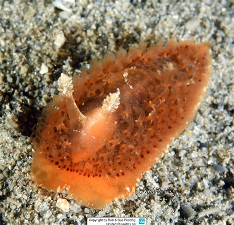 Madrella Ferruginosa Rusty Madrella Nudibranch