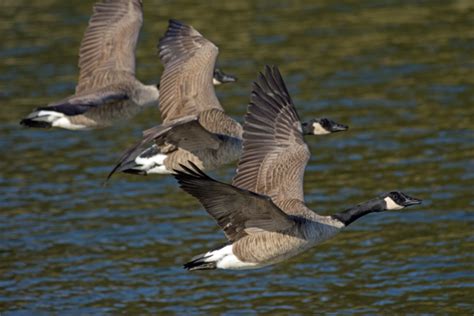 Where Do Geese Migrate Varment Guard Varment Guard Wildlife Services