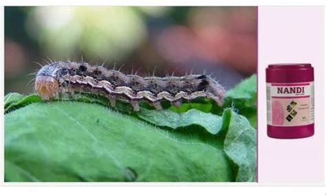 Nandi At Best Price In Bengaluru By Unity Crop Care Id 2849224242112