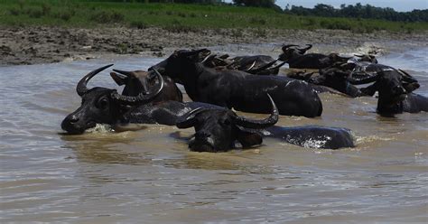 Water Buffalo Herd Cool Off In Sylhet Haor Photo Prothom Alo