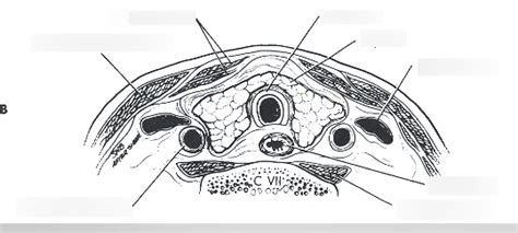 Thyroid Cross Sectional Diagram Diagram Quizlet