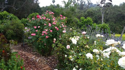 Peppermint Twist Rose In Bloom Sages Acre Organic Sustainable