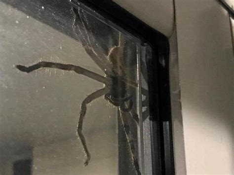 Giant Huntsman Spider Bite Exploring Huntsman Spiders An Iconic