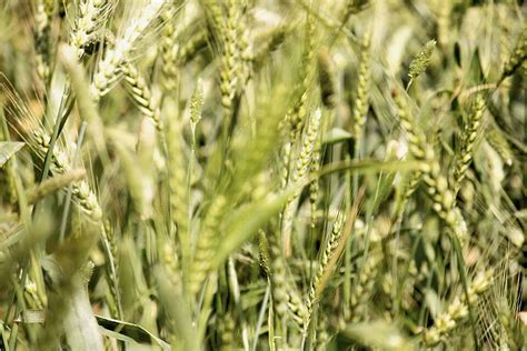 Green Wheat Field Meadow Rye Growing Photo Background And Picture For