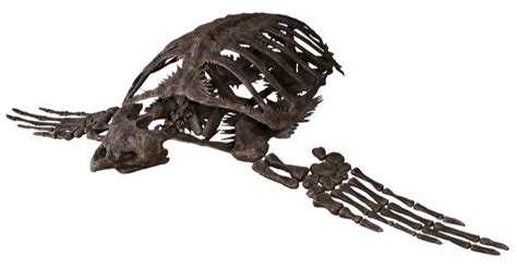 Archelon Ischyros Skeleton Display Replica Black Hills Institute