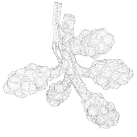 Human Bronchi Alveoli 3d Model