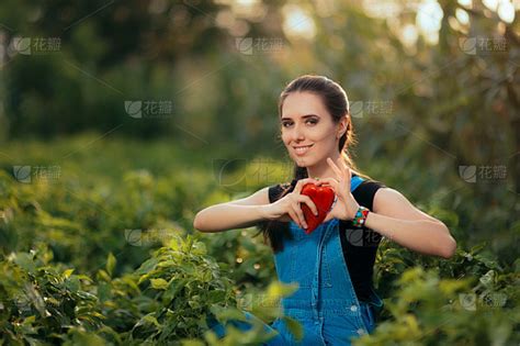 采摘新鲜有机红辣椒的女园丁