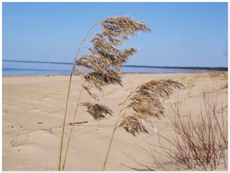 Manas Improvizācijas Pie Jūras