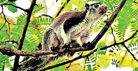 Forest Department Envisages Creating Canopy Bridges For Squirrel Conservation Lifestyle News