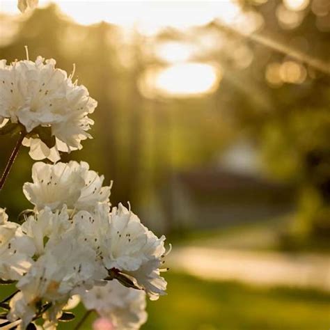 Azalée Caduque Viscosum Azalée Mollis à Fleurs Blanche Feuillage