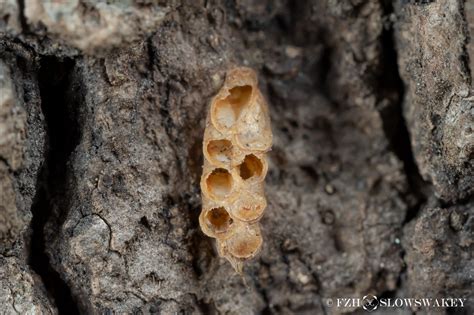 中华怪螳 Amorphoscelis Chinensis Iisdw