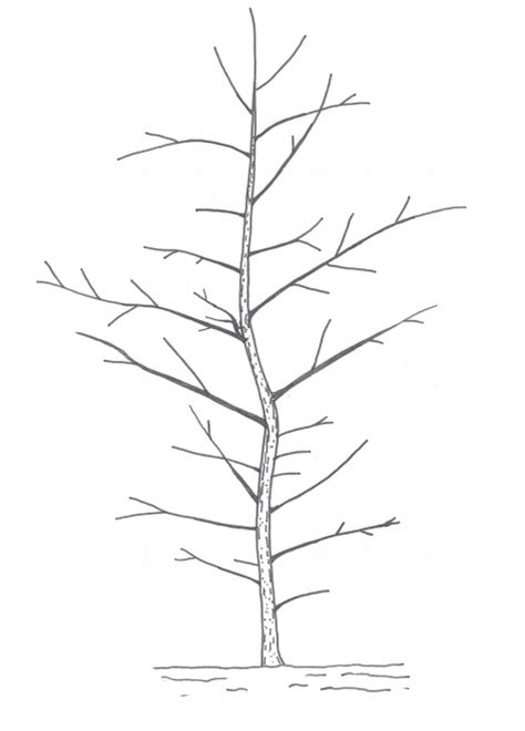 Pruning Deciduous Trees Fact Sheet Extension