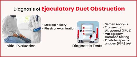 Ejaculatory Duct Obstruction Causes Symptoms And Treatment