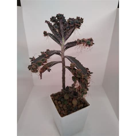 Суккуленты :: Каланхоэ и котиледоны :: Kalanchoe serrata