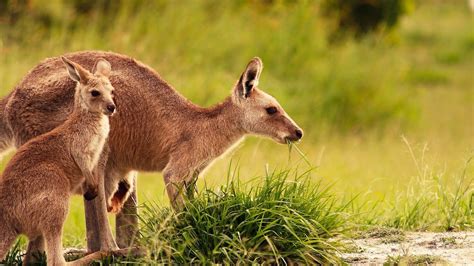 Kangaroo Teeth Grow Forever And Keep A Record Of Their Owners Age And Sex — Evans Evomorph Lab