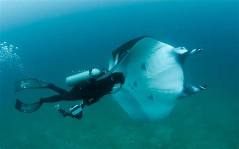 Huge Manta Ray