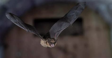 Bat Has Penis So Long It Can T Have Sex Instead Uses It As Extra Arm Daily Star